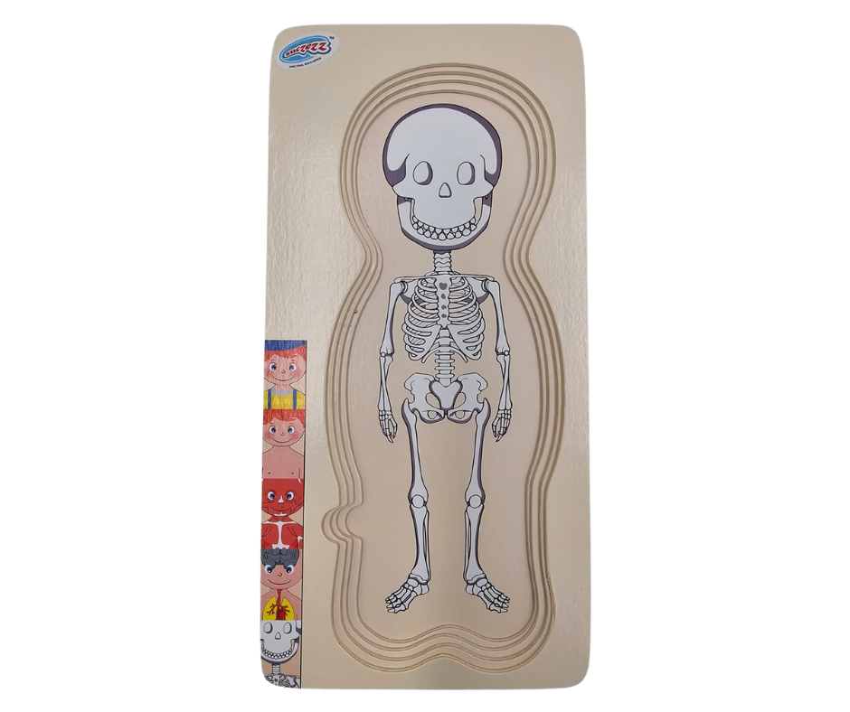 Human Layer Puzzle – Boy (5 pictures & 4 puzzles) – edu-options