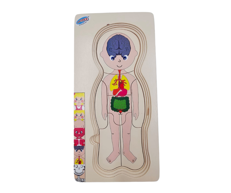Human Body Layered Puzzle - (5 Pictures & 4 puzzles) – edu-options