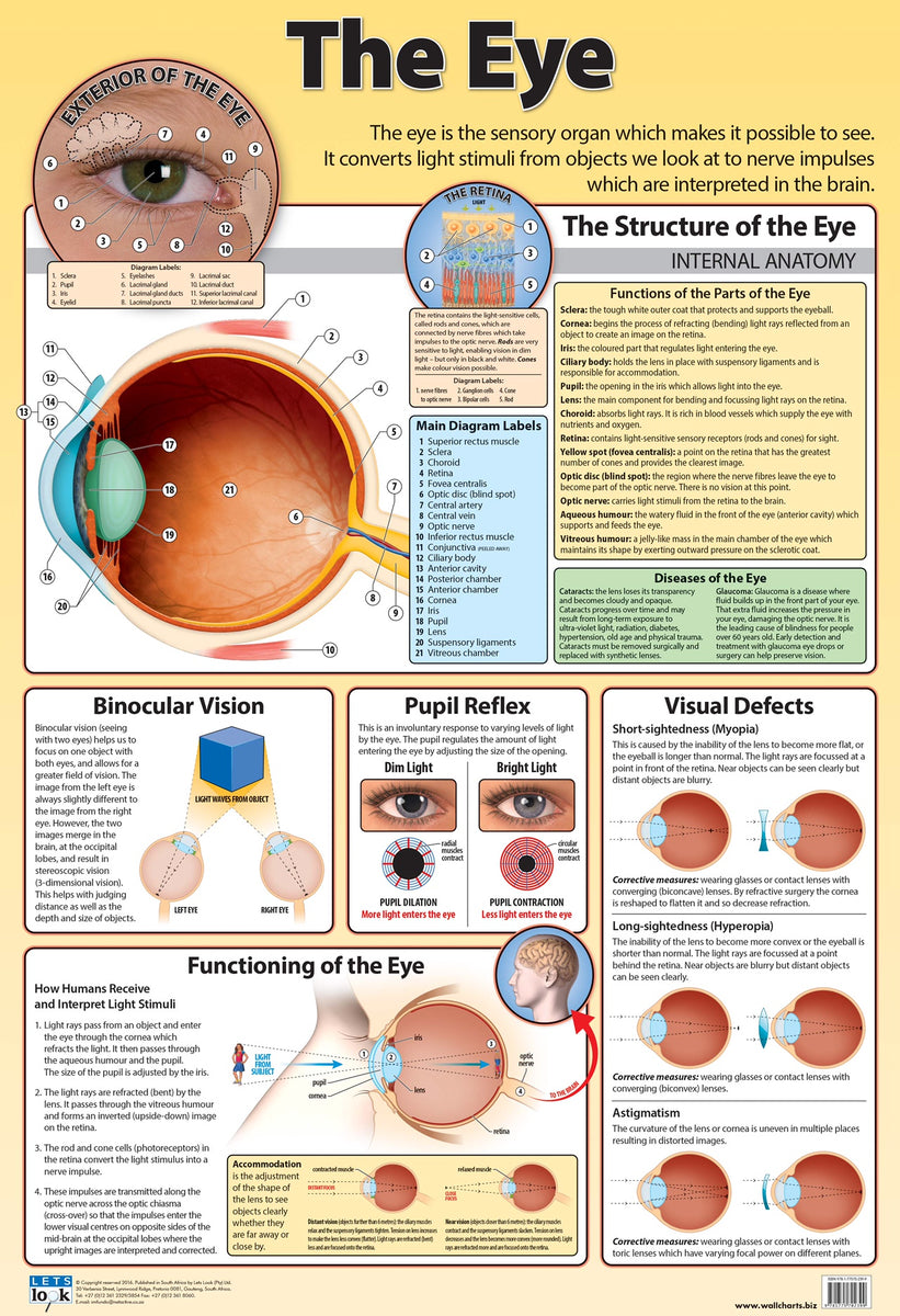Chart - The Structure of the Eye – edu-options
