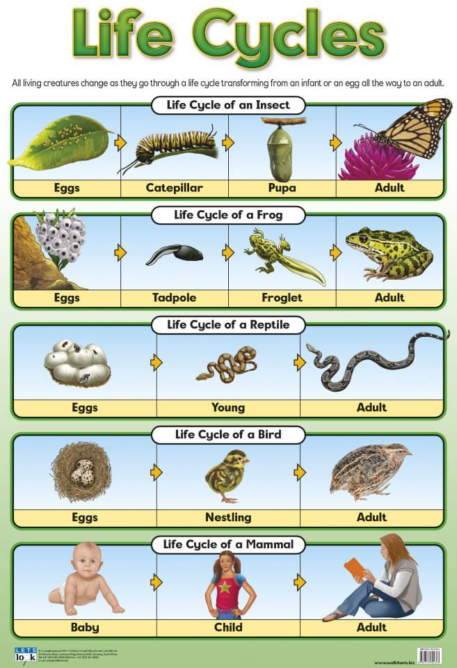 Chart-Life Cycles – edu-options