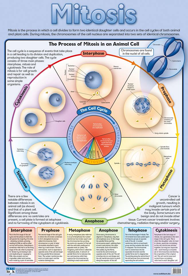 Chart -Mitosis – edu-options