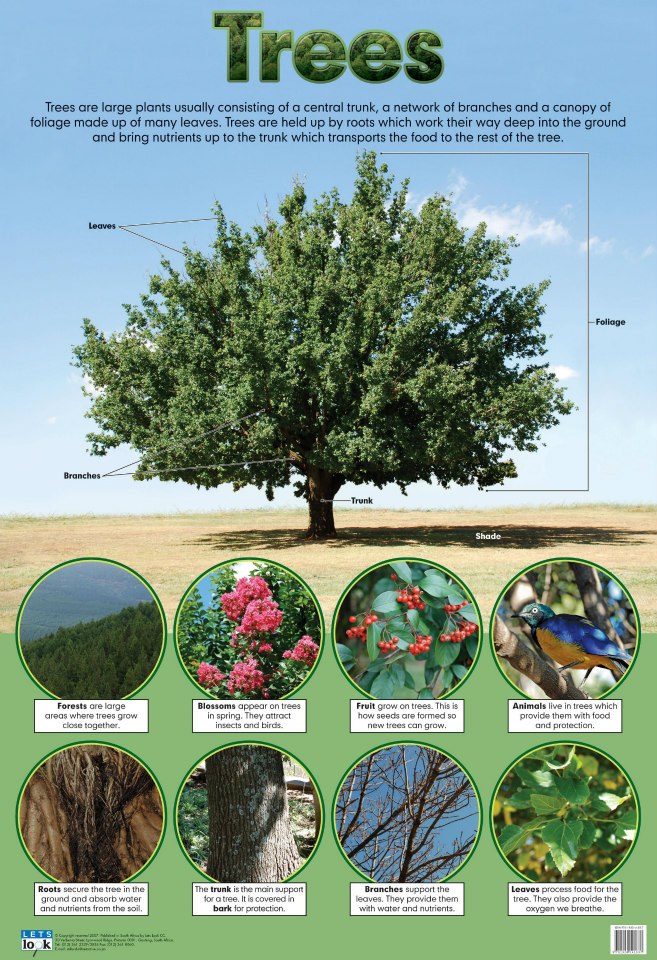 Chart-Trees – edu-options